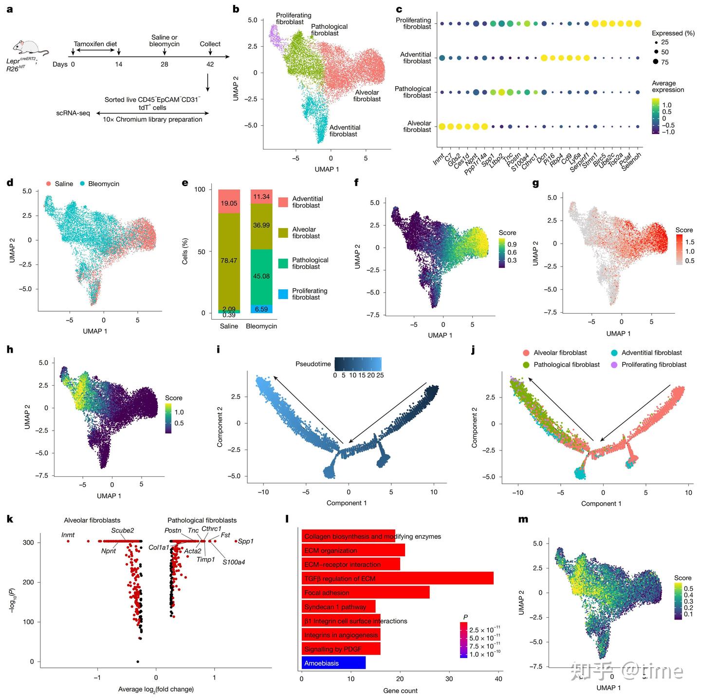 文献分享 | Nature：RUNX2通过肺泡-to-病理性成纤维细胞转化促进纤维化 - 知乎