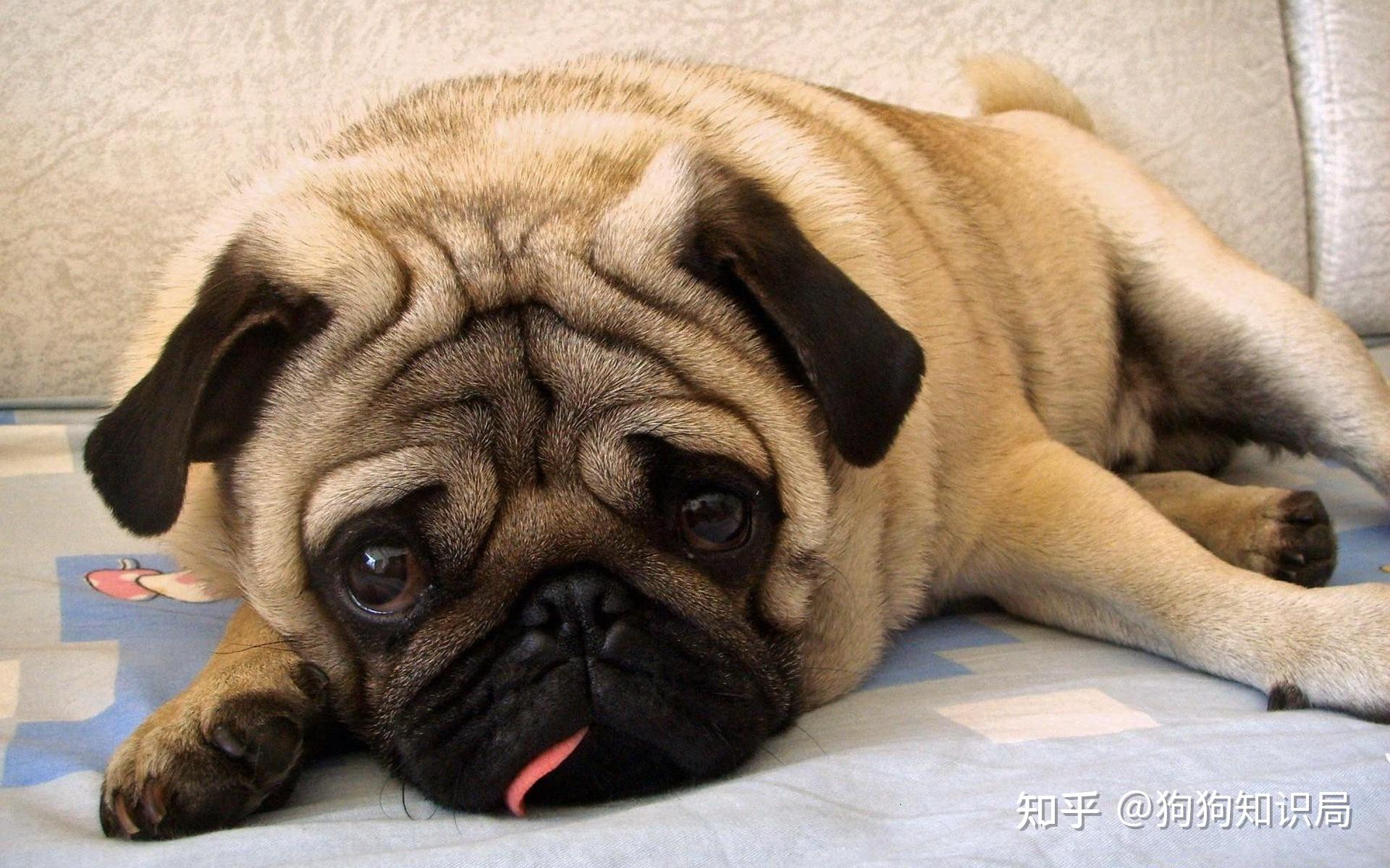 巴哥犬价格多少钱一只？ - 知乎