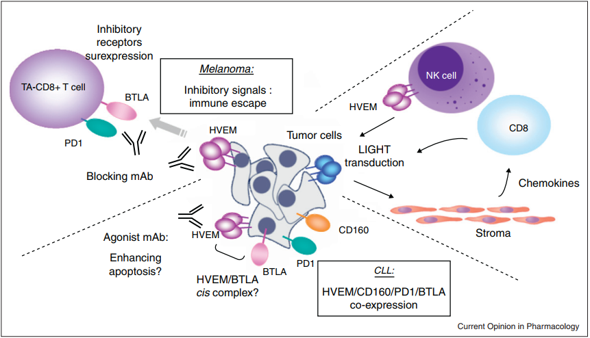 探寻肿瘤免疫治疗新思路——BTLA/HVEM - 知乎