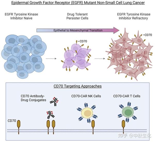 Cancer Cell：靶向CD70有望治疗EGFR突变型非小细胞肺癌 - 知乎