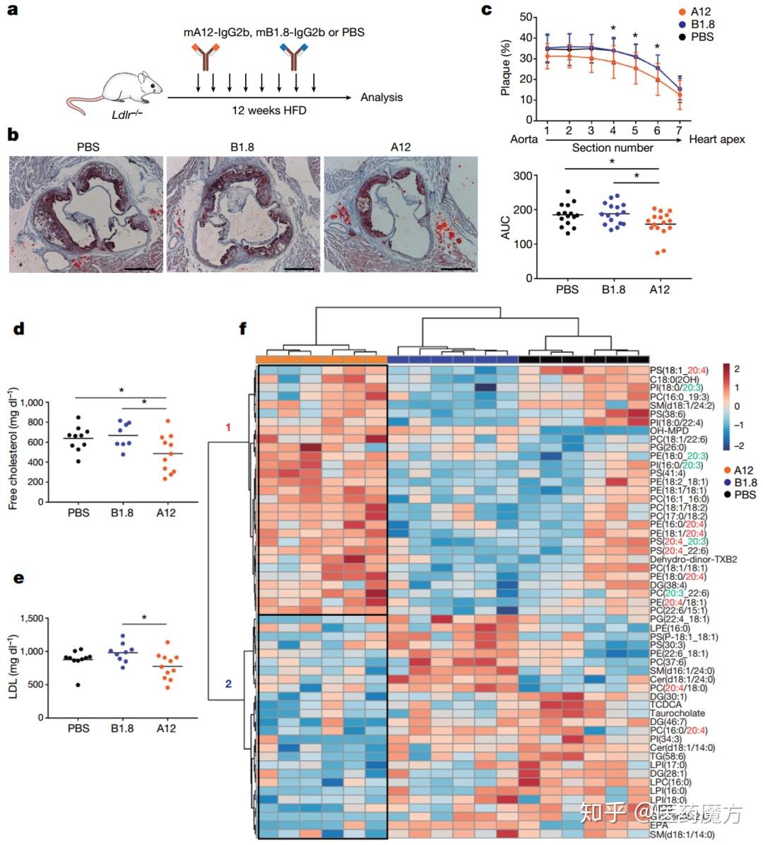姜宝红点评 | Nature：心血管疾病诊断和治疗新靶点——ALDH4A1 - 知乎