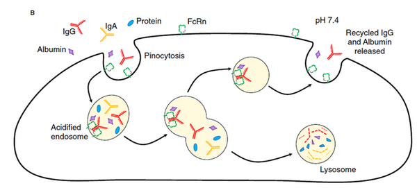 自免靶点FcRn单抗研发进展汇总 - 知乎