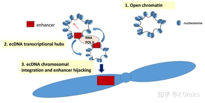 染色体外DNA（ecDNA）简介 - 知乎