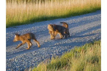 Sora可生成60秒一镜到底视频 - 知乎