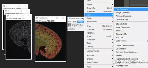 如何用Image J实现组织图片的无缝拼接 - 知乎