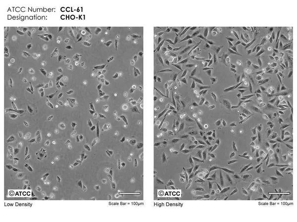 关于CHO、CHO-K1细胞介绍 - 知乎