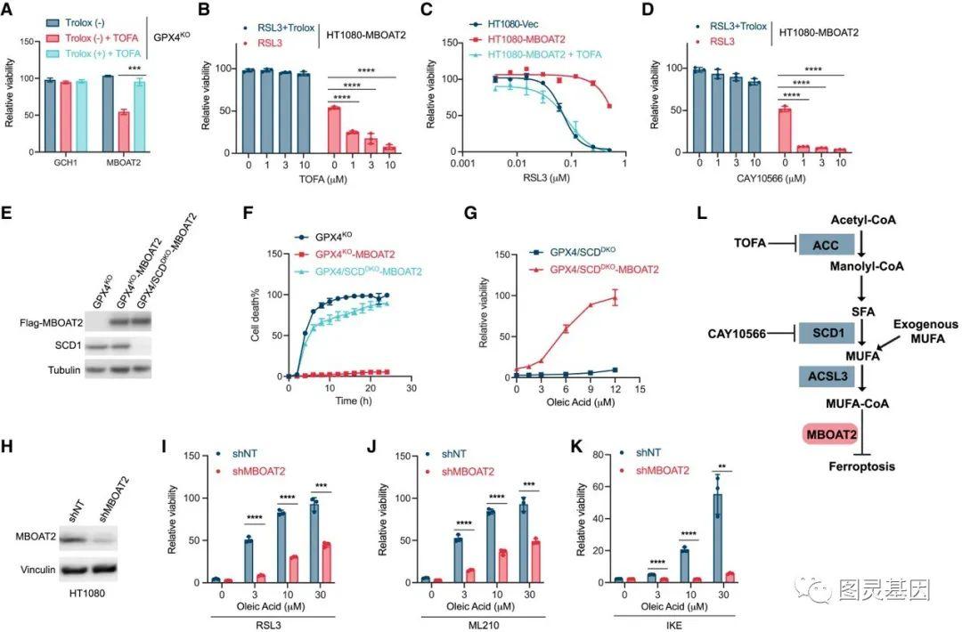 Cell ｜ 华人学者发现铁死亡新通路，有望治疗多种癌症 - 知乎