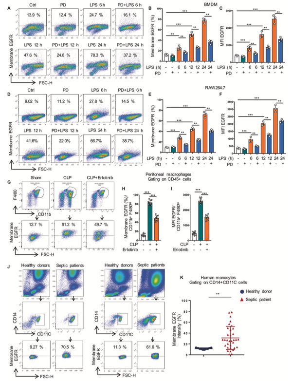 CDD丨EGFR 和 Rab GTPases 协调 EGFR 运输以调节脓毒症中的巨噬细胞活化 - 知乎