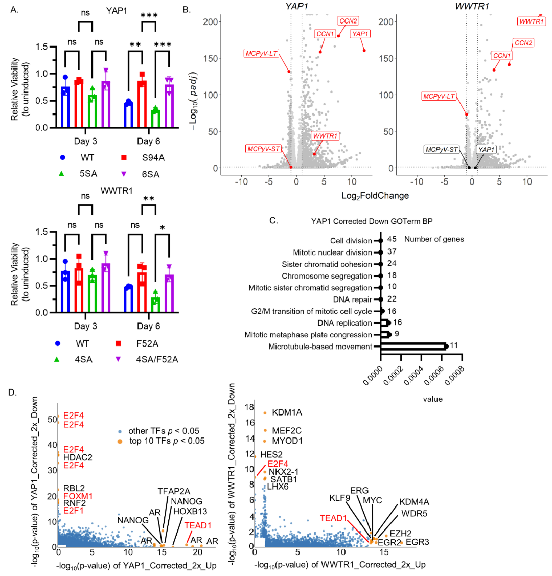 单细胞技术揭示默克尔细胞癌YAP1和WWTR1表达特异性 - 知乎