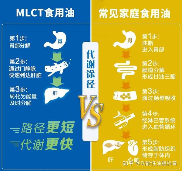 中长链脂肪酸食用油（MLCT）的体内代谢过程 - 知乎