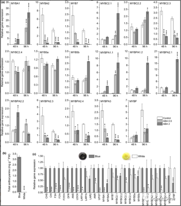 【New Phytol】MYBA 和 MYBPA 转录因子共同调节蓝色浆果中的花青素生物合成 - 知乎