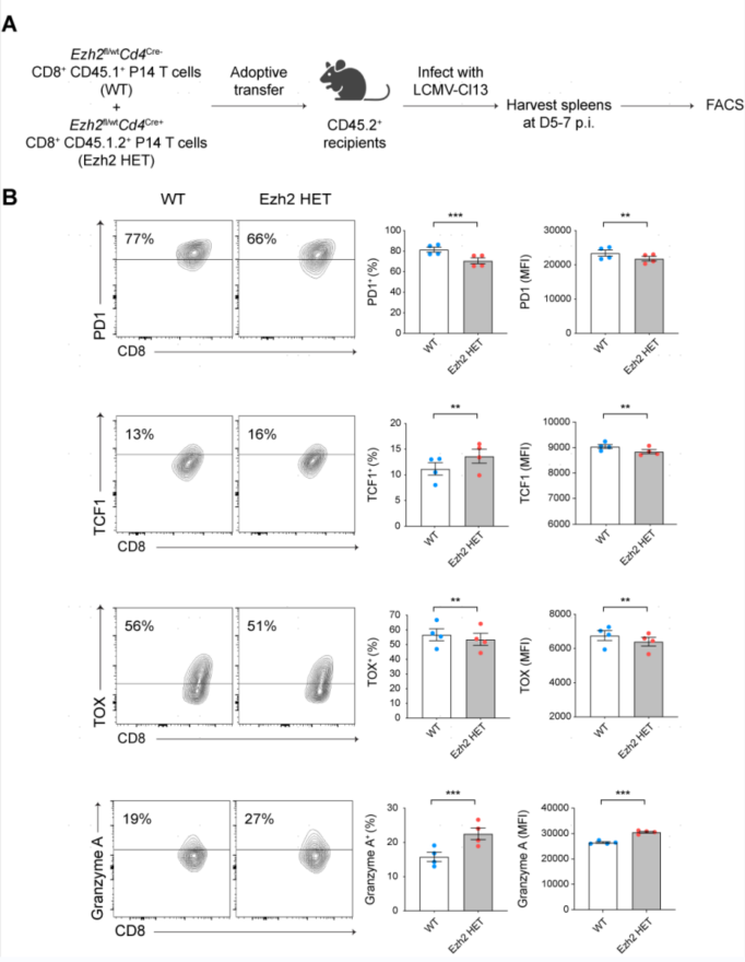 CD8 T细胞在感染过程中的转录和表观图谱 - 知乎