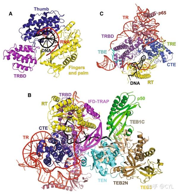 【文献翻译】端粒和端粒酶的结构生物学 - 知乎