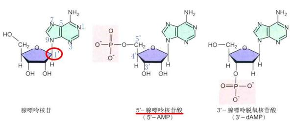 核酸化学 - 知乎