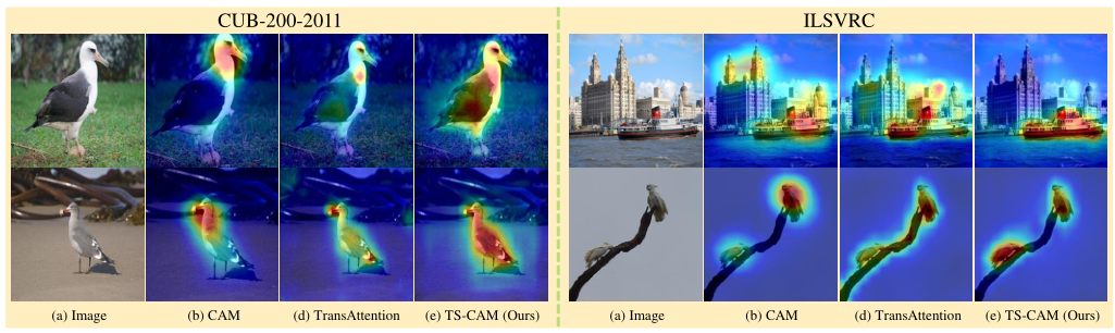 【论文阅读】《TS-CAM: Token Semantic Coupled Attention Map for Weakly Supervised Object Localization》 - 知乎
