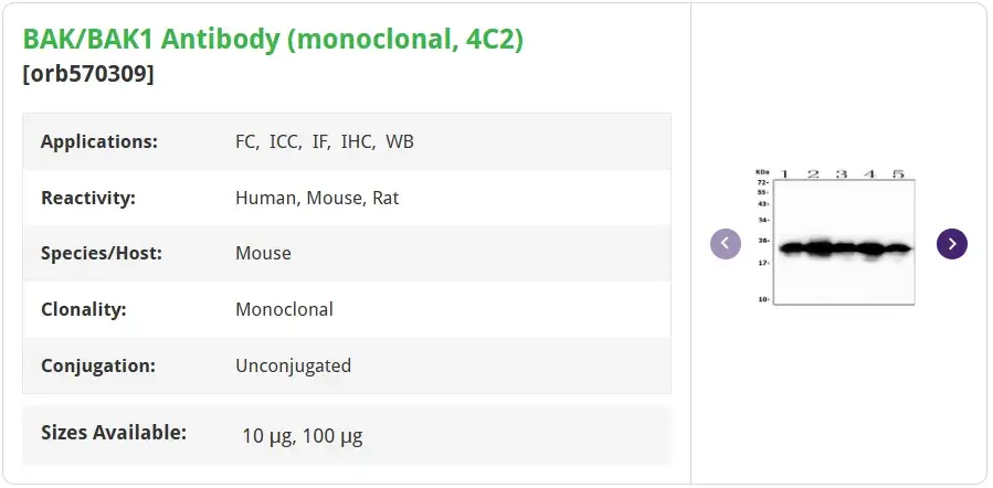 【Biorbyt科研专题】BCL-2 蛋白家族 - 知乎