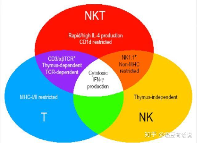 免疫细胞界的"司职先锋"：NKT细胞患者缓解癌症进展 - 知乎