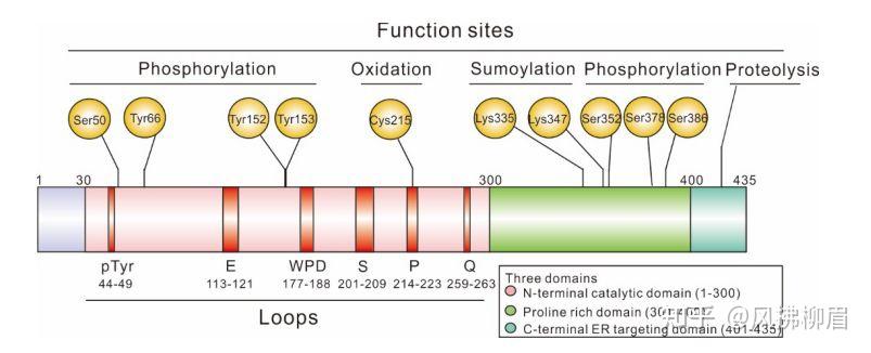 蛋白酪氨酸磷酸酶PTP1B(PTPN1)简介 - 知乎