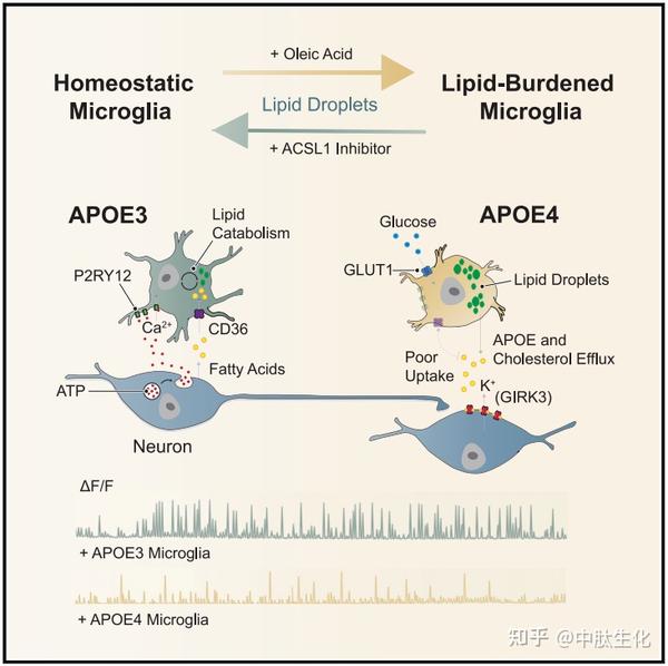 《细胞》子刊：APOE4让小胶质细胞变得“油腻”，神经元活动被抑制！ - 知乎