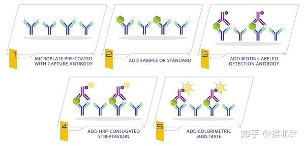 ELISA实验——原理、步骤、注意事项、示例图 - 知乎