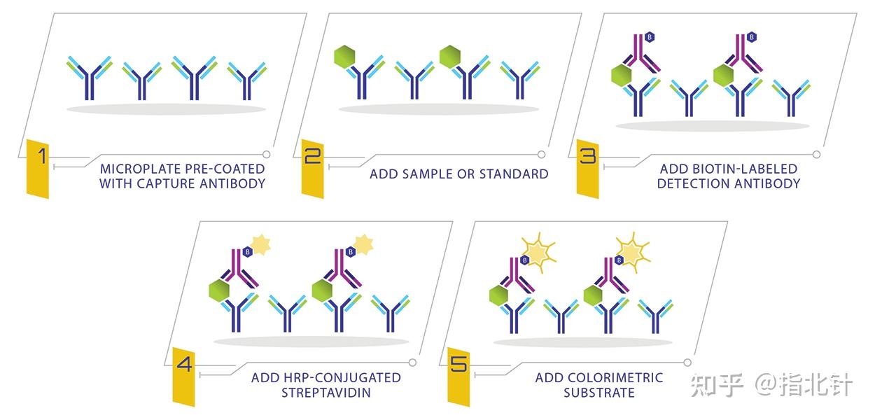 ELISA实验——原理、步骤、注意事项、示例图 - 知乎