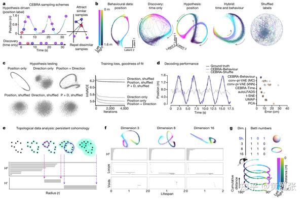 CEBRA算法--是“读心术”还是“大脑打印机”？ - 知乎