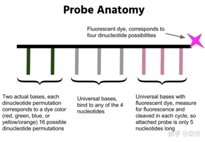 [生信资料 2] ABI公司的SOLiD测序技术详解 - 知乎