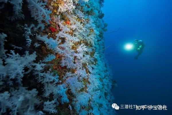 【情人节】适合水下定情的潜点 - 知乎