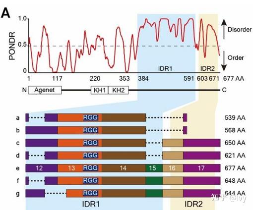 蛋白结构预测 | 内在无序区域（IDR）相变预测 - 知乎