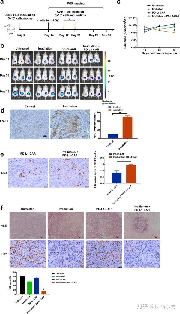 CAR-T治疗实体瘤新进展：靶向PD-L1，有效抑制非小细胞肺癌肿瘤生长 - 知乎