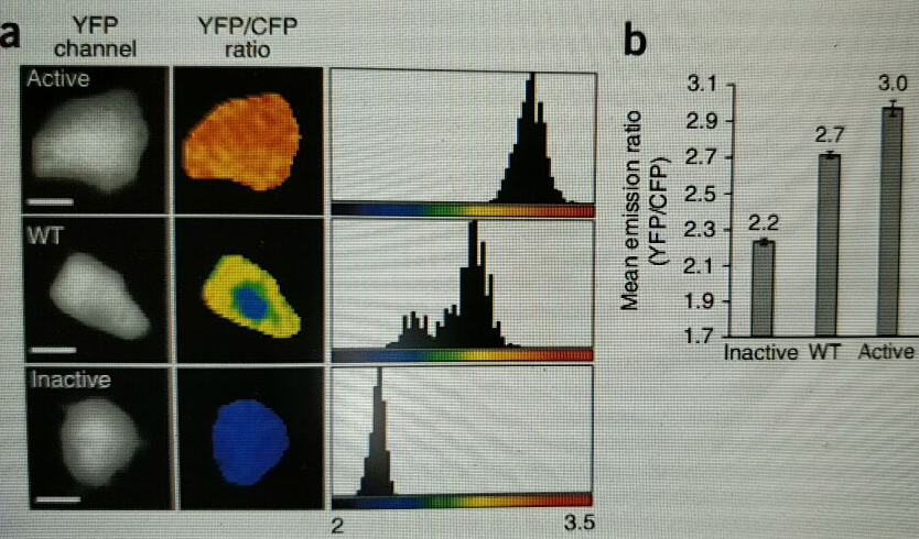 Imagej图像处理实践（ImageJ学习-图像处理 545367350） - 知乎