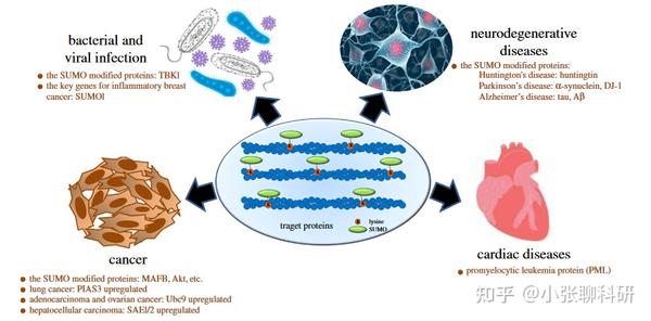 国自然申请热点：重温SUMO化，有多少是你不知道的？ - 知乎