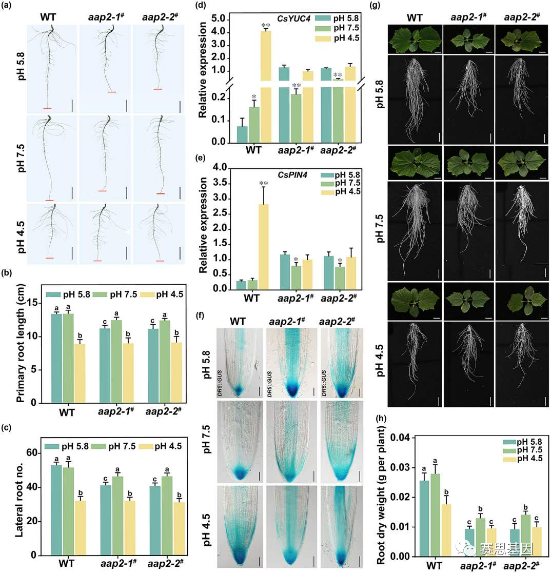【New Phytol】氨基酸转运体基因CsAAP2的敲除可抑制黄瓜的根系发育 - 知乎