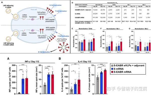 EABR 插入到 Spike 蛋白胞质尾部，导致 eVLP 的出芽和释放。 - 知乎
