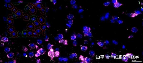 多组学数据标准的验证利器分享——TissueFAXS Cytometry技术 - 知乎