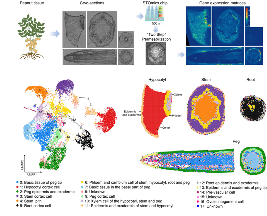 Stereo-seq应用专题：用“生命全景照相机”解码生命奥秘 | 时空简讯45期 - 知乎