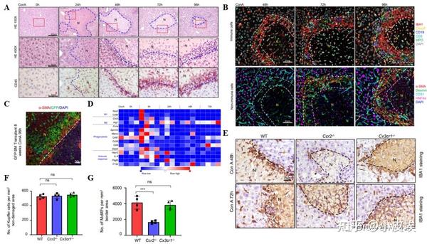 J Cli Inv | 封面文章，教你如何寻找新的功能性细胞亚群 - 知乎
