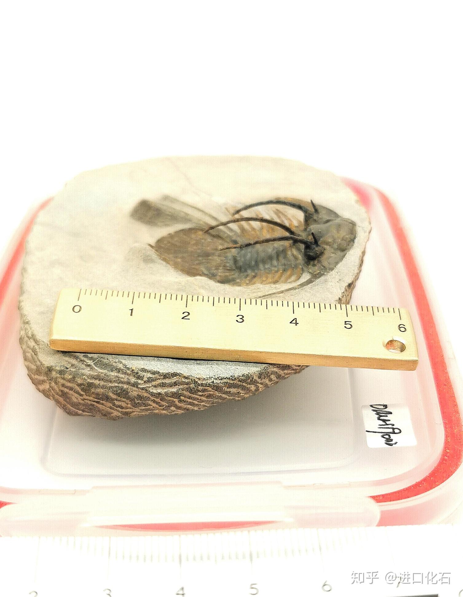 摩洛哥三叶虫常见品种1 - 知乎