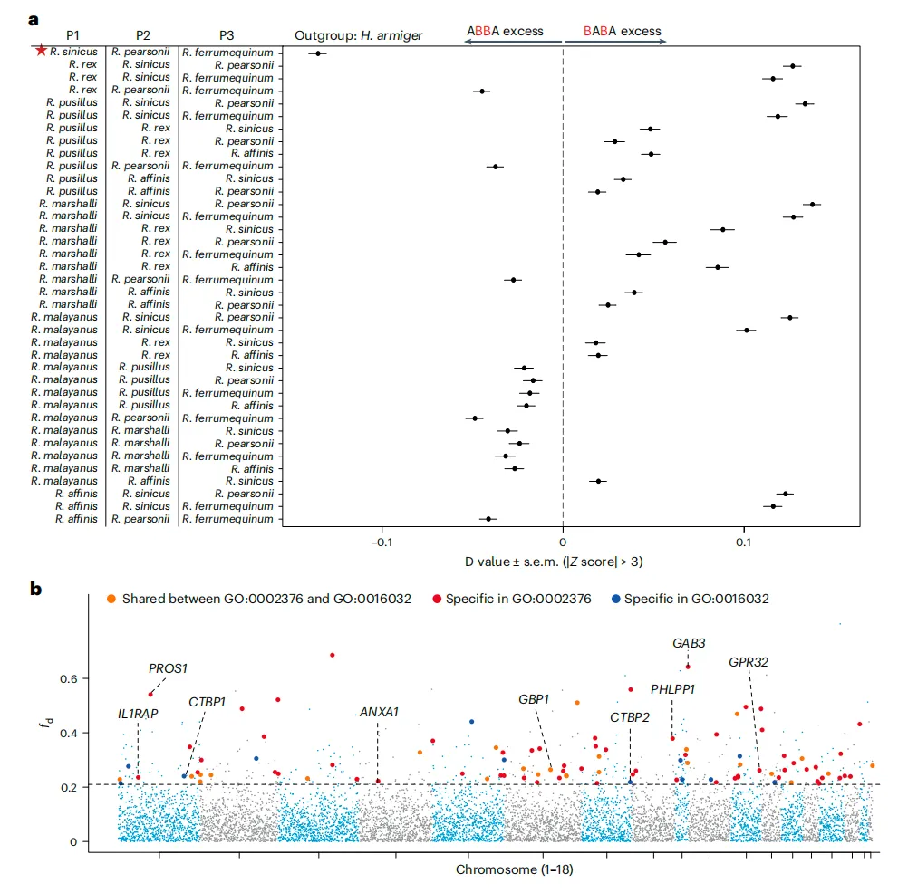 合作文章Nat Ecol Evol（IF：13.9） | 比较基因组学揭示了菊头蝠科蝙蝠的染色体演化及其免疫适应机制 - 知乎