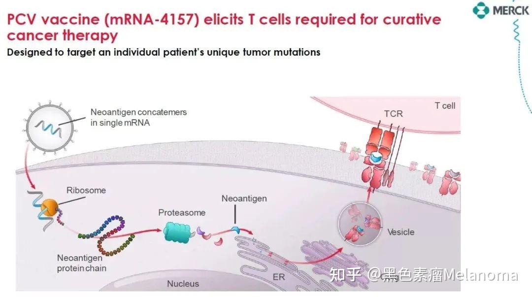 【快讯】晚期黑色素瘤防复发疫苗mRNA-4157联合K药获得美国突破性疗法认定 - 知乎