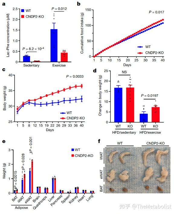 代谢学人——Nature: 运动诱导Lac-Phe，让你吃得少又苗条 - 知乎