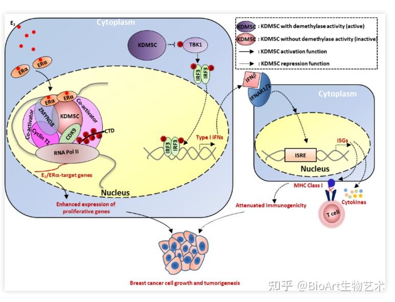 Adv Sci | 刘文团队阐述蛋白去甲基化酶KDM5C双重功能促进乳腺癌发生发展的分子机制 - 知乎