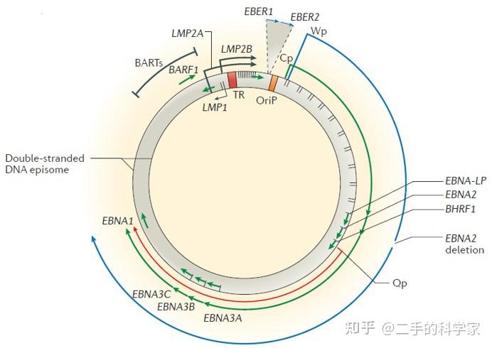 他山之石：EBV治疗性疫苗 - 知乎