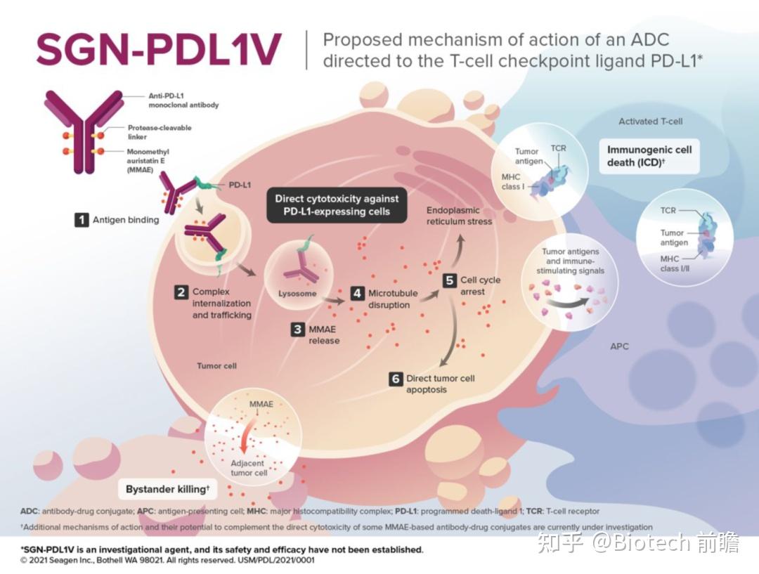 以PD-L1为靶点的ADC药物研发进展 - 知乎