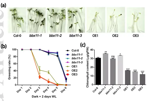 New Phytol | PIF3-HY5分子模块通过BBX1调控原叶绿素合成和光形态建成 - 知乎