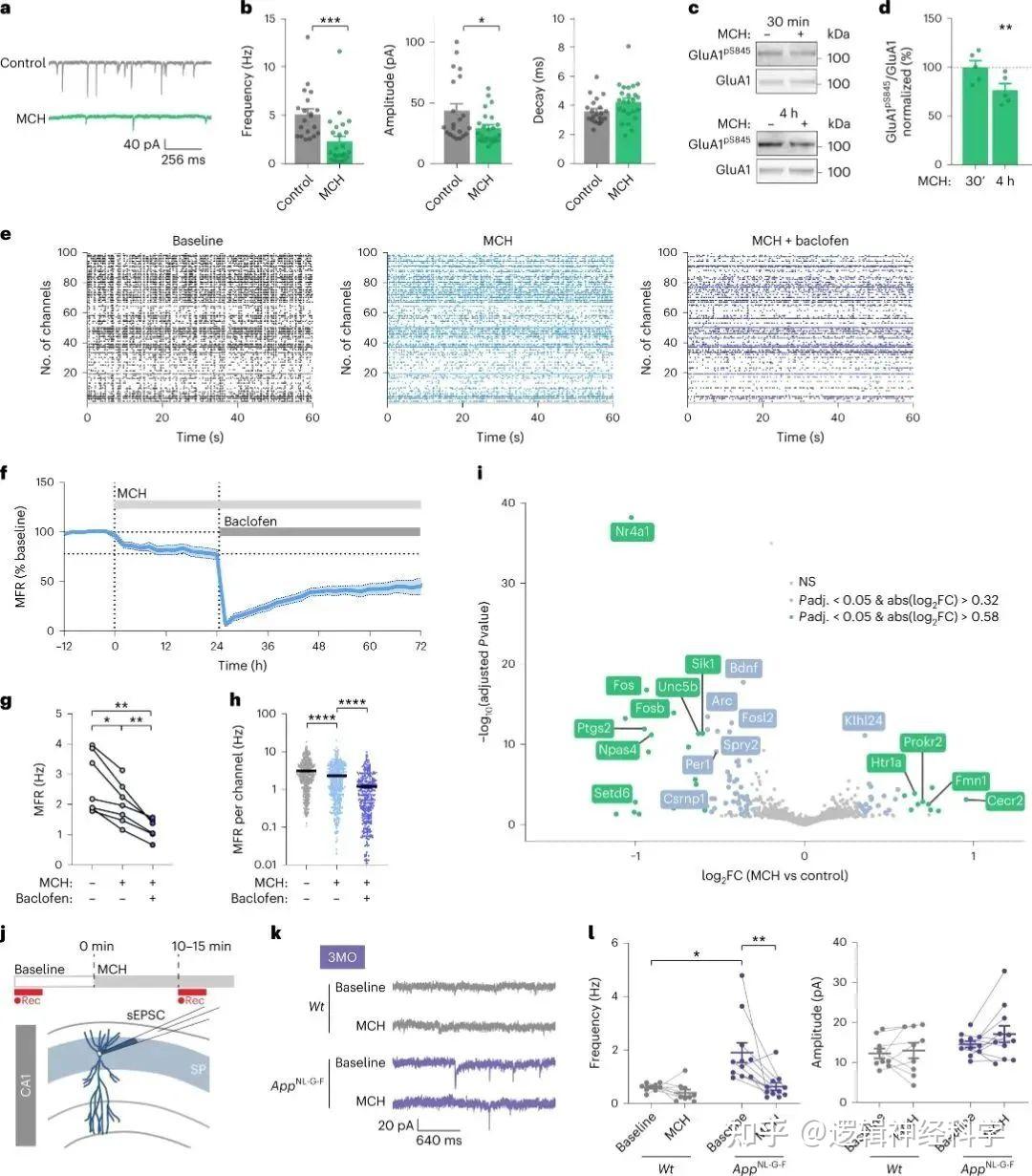 Nat Neurosci︱比利时鲁汶大学团队发现：MCH系统的改变将阿尔茨海默病小鼠模型中的异常神经元活动和睡眠障碍联系起来 - 知乎