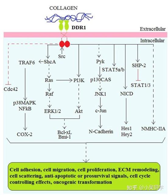 辉瑞领投DDR1抗体 - 知乎