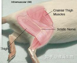 AAV动物实验注射攻略（一） - 知乎