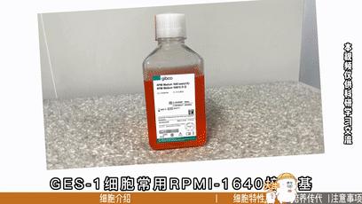 GES-1细胞培养，人胃黏膜细胞培养攻略-丰晖生物 - 知乎