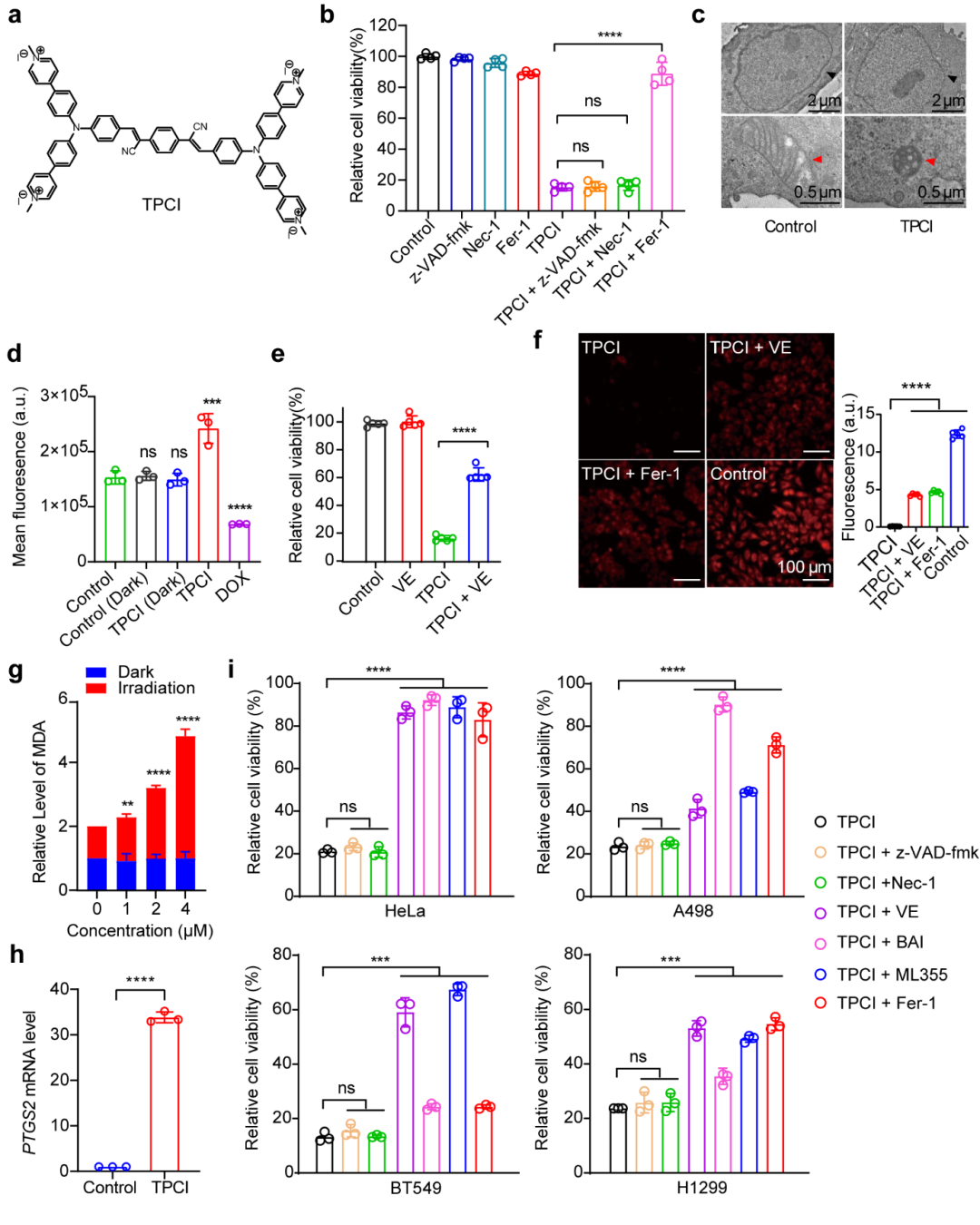 CDD︱罗亮/张佩景/王修霞团队发现同时靶向多个细胞器光敏剂能够通过激活ALOX12诱导肿瘤细胞发生ACSL4非依赖性的铁死亡 - 知乎